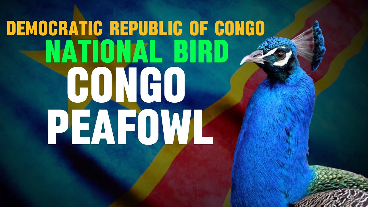 What is the national bird of Democratic Republic of Congo? - YouTube