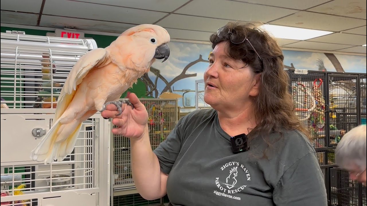 Inside Ziggy's Haven Parrot Paradise | 300 Rescued Parrots, One Teen's ...