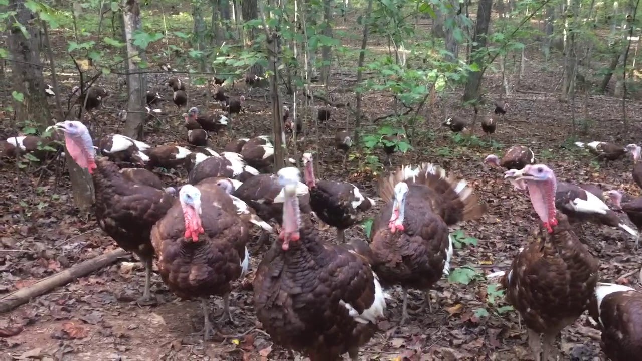 Turkeys Show Off for a Toddler - YouTube