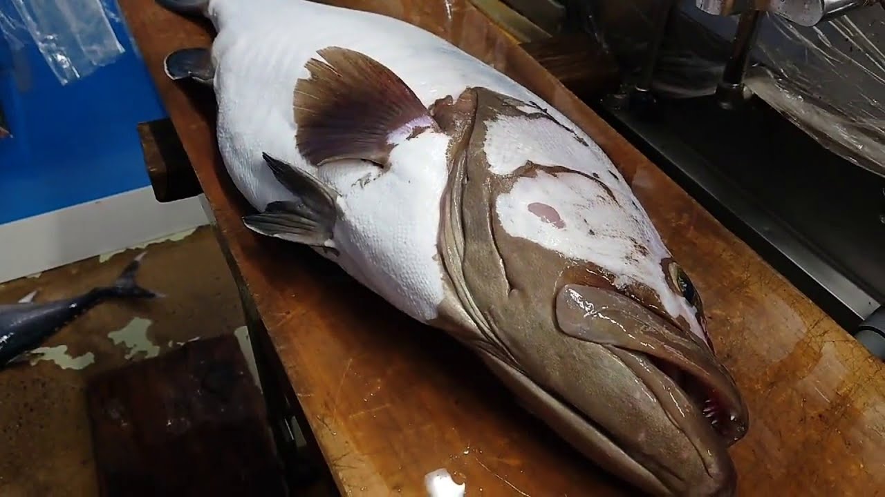 Amazing Grouper Filleting - Grouper Japanese Fish Filleting Skills ...