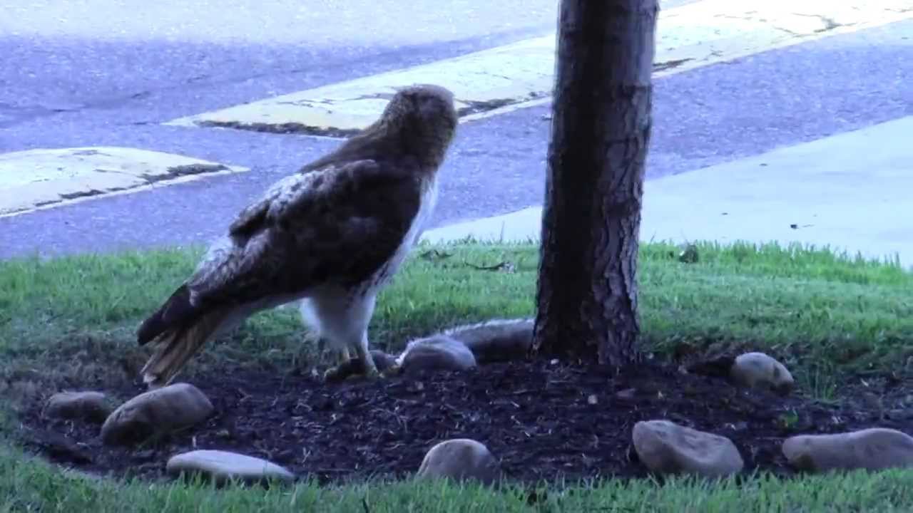 Hawk Catches Squirrel in Office Parking Lot - YouTube