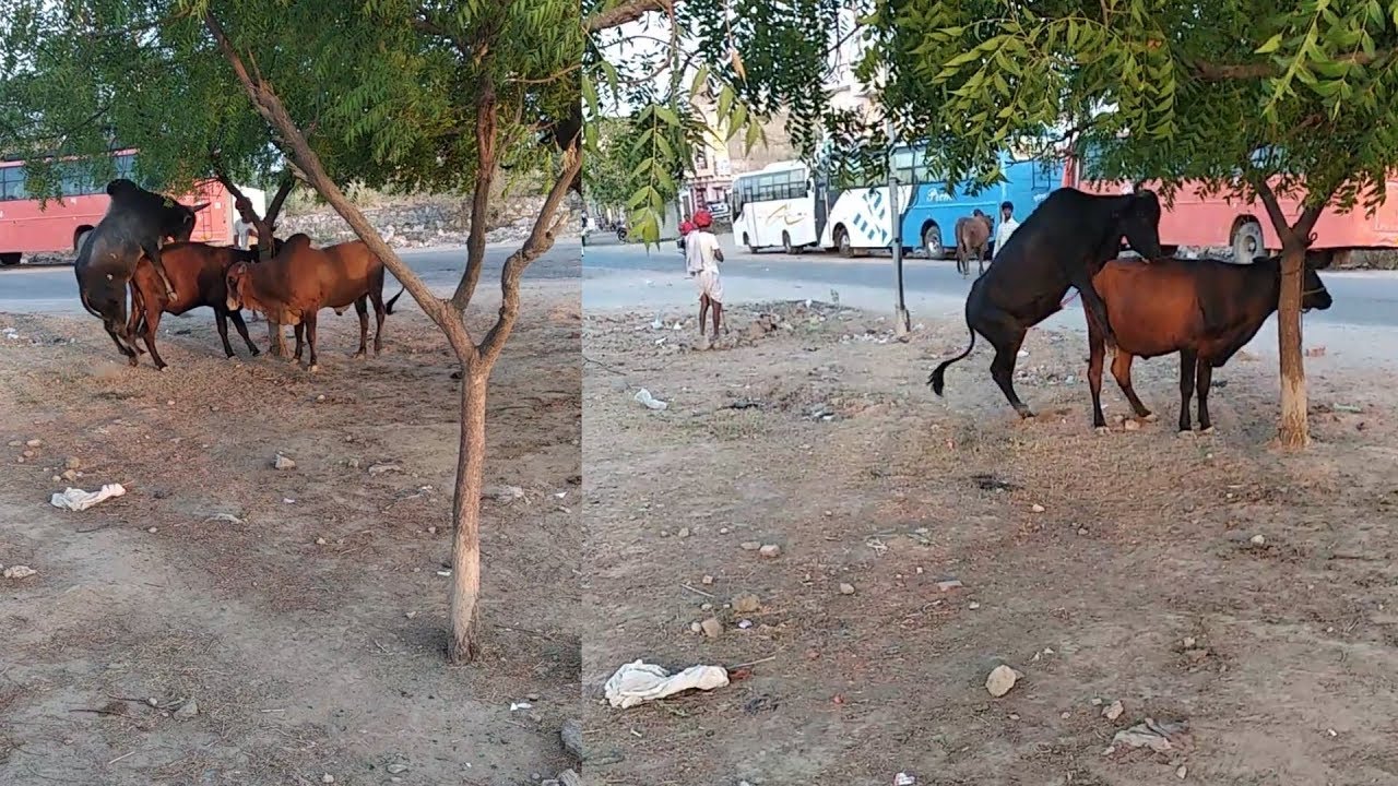 Cow Mating Video - YouTube