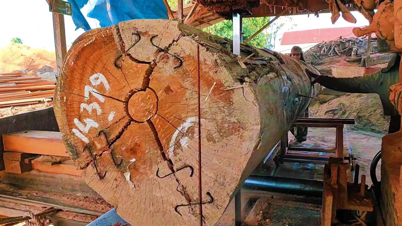 Retak 1000 parah!!!! proses pemotongan batang kayu Meranti merah - YouTube