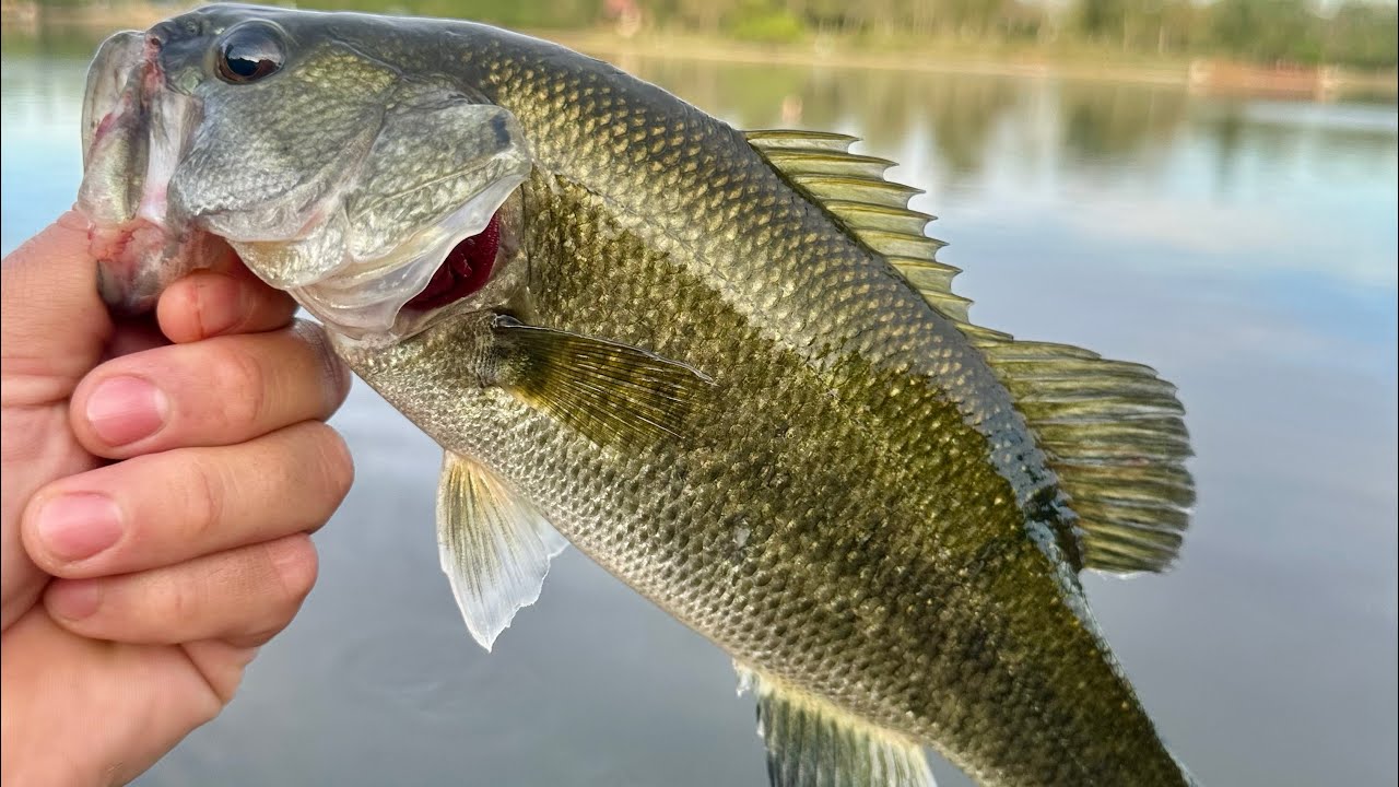 SoCal freshwater fishing (lake balboa) - YouTube