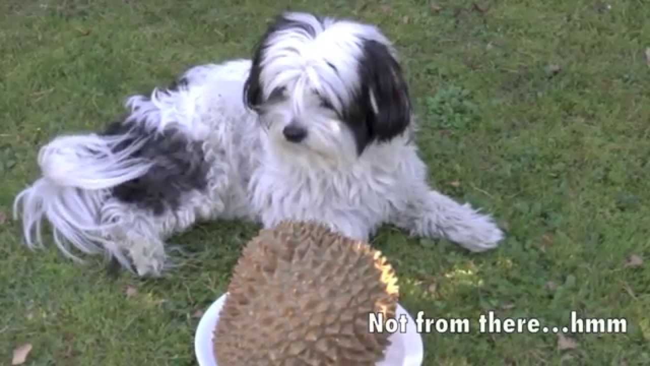 Durian dog food? Crazy Dog eats a whole durian - YouTube