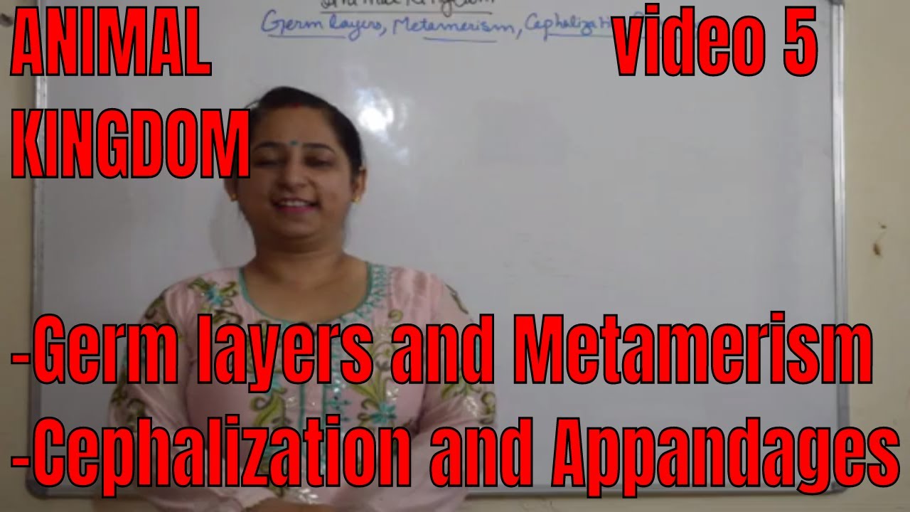 ANIMAL KINGDOM (Germ layers, Metamerism, Cephalization and Appendages ...