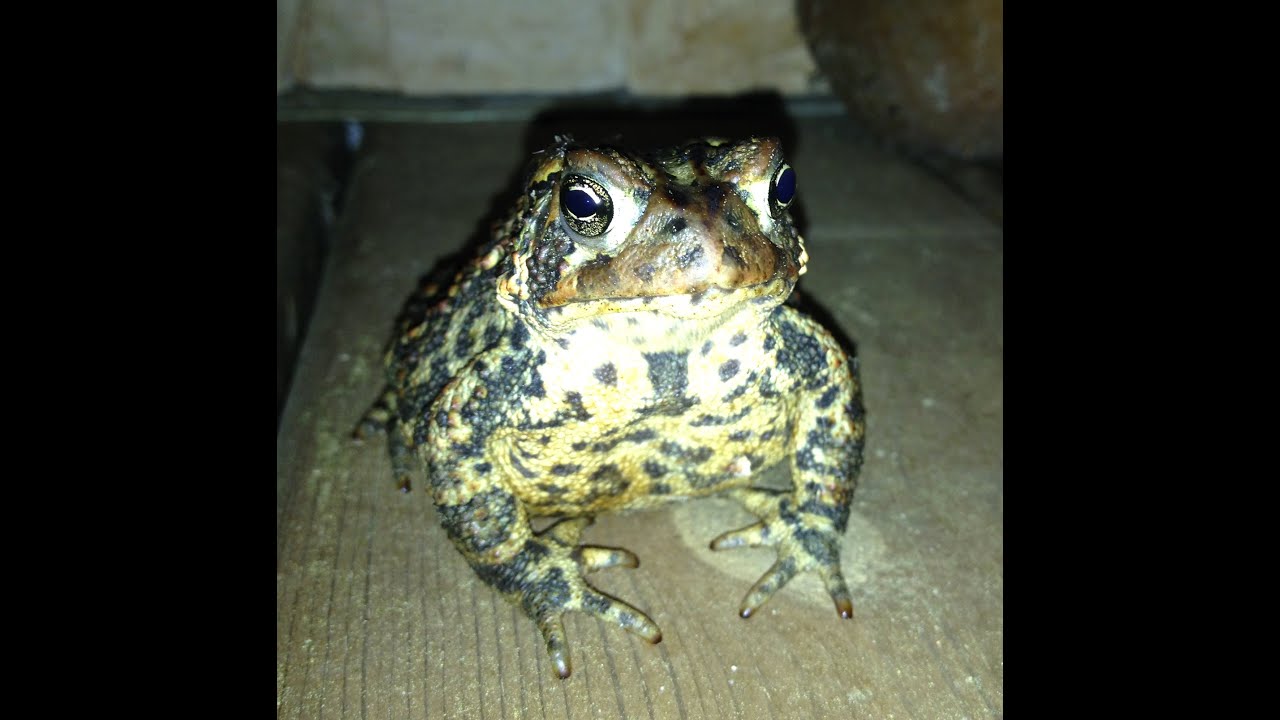 American Toad calling - YouTube
