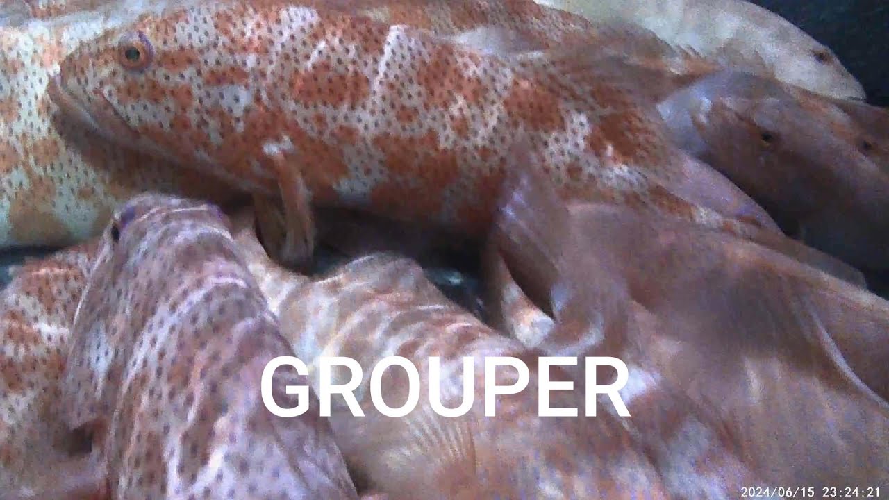 GROUPER - YouTube