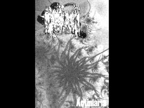 PhylumCnidaria - Isaurus tuberculatus - YouTube