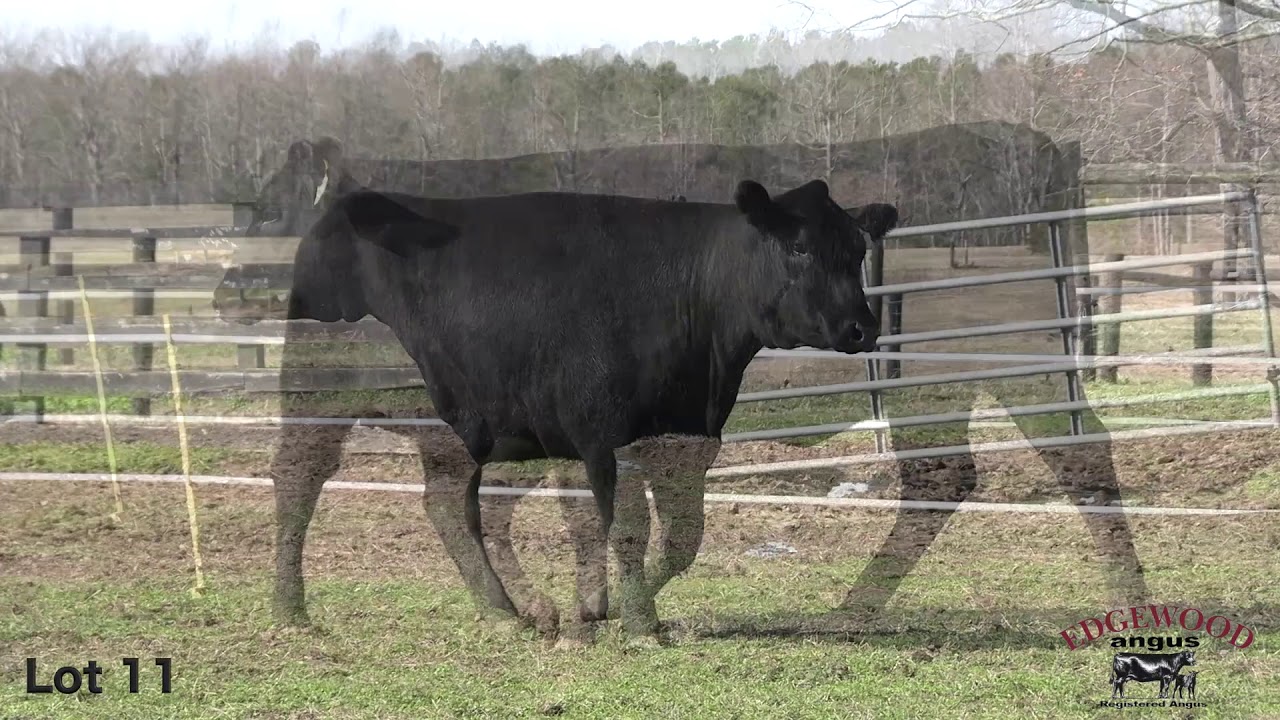 Edgewood Angus Lot 11 - YouTube