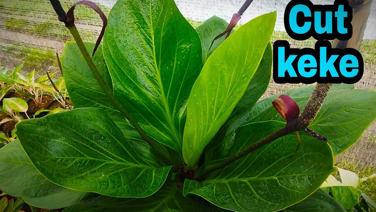 Jual tanaman hias anthurium jemani cut keke,jemani pluto dll mulai yang ...
