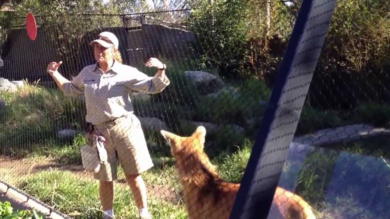 San Diego Zoo - Maned Wolf Target Feeding - YouTube