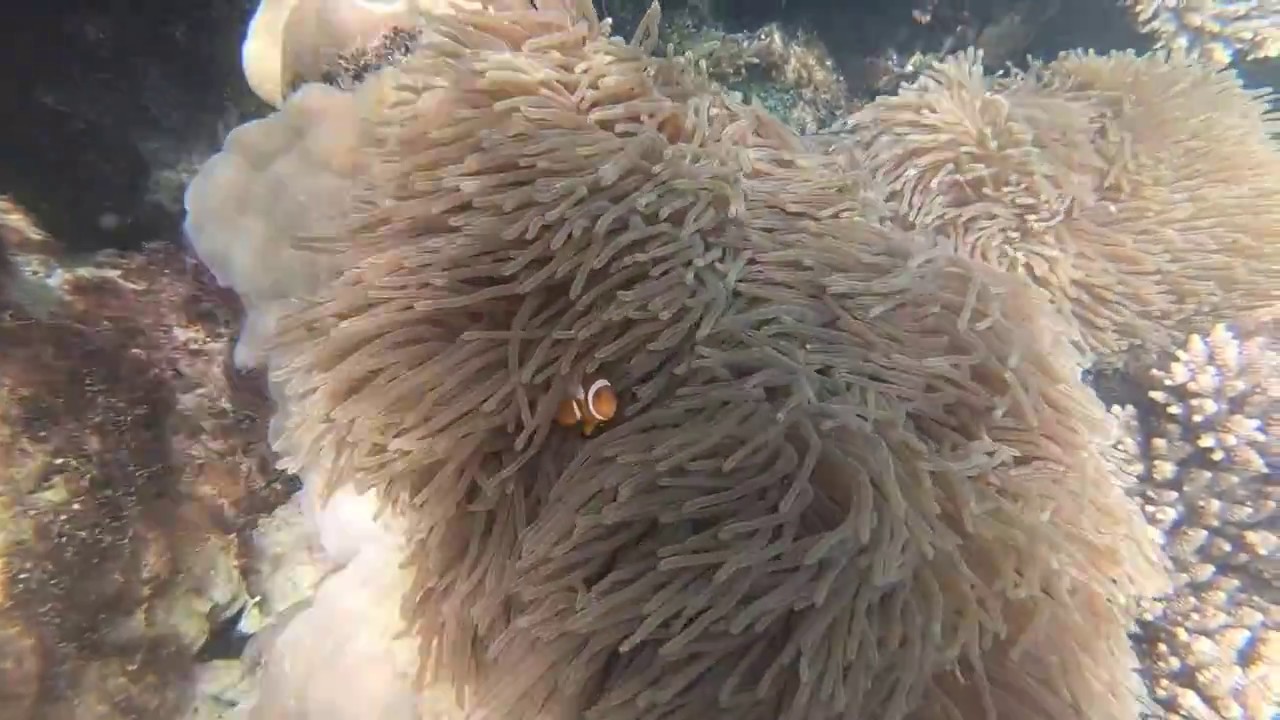 [Found Nemo] Snorkeling at Perhentian Island, Malaysia - YouTube