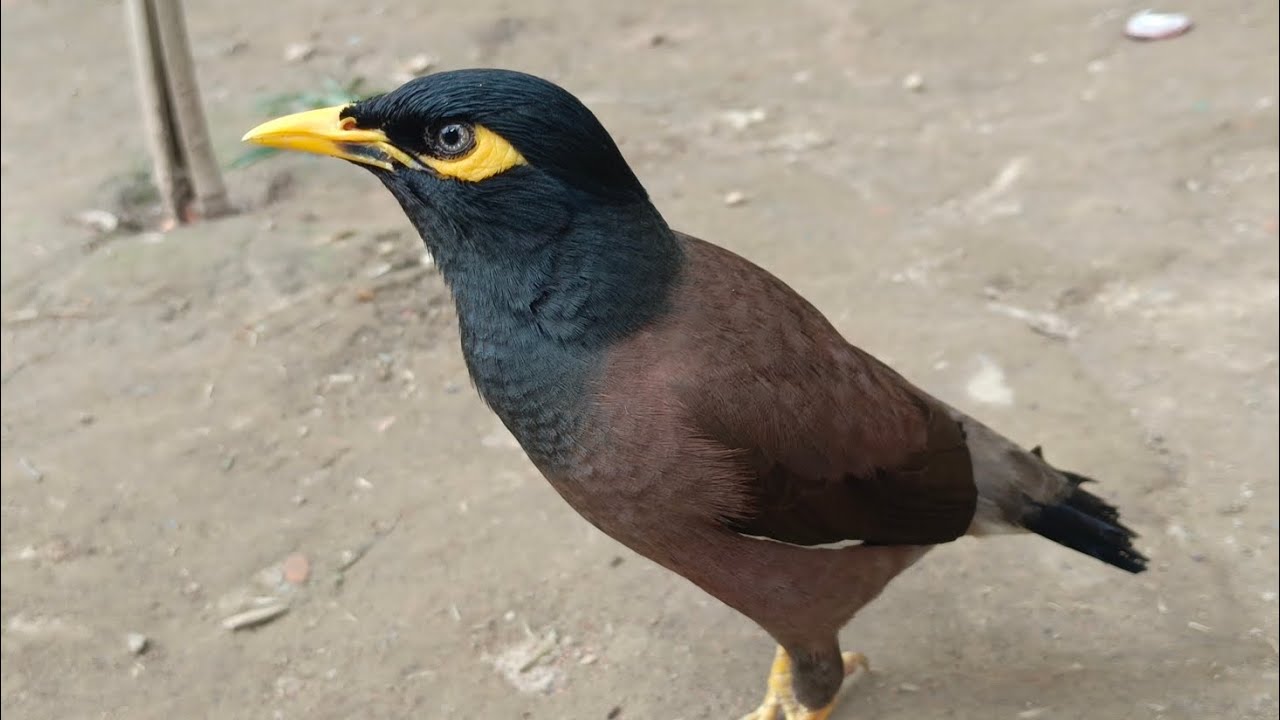 sturnidea. a beautiful birds. shalikh pakhi.talking birds. - YouTube