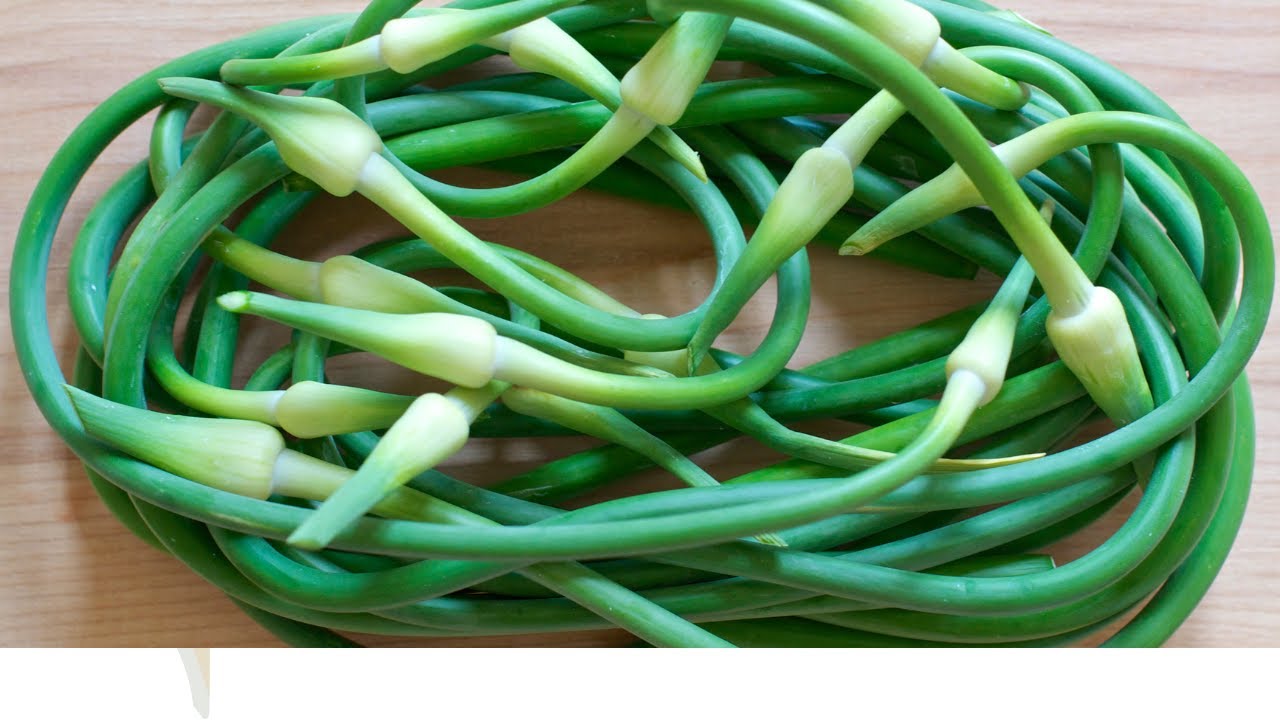 Escaping the Ordinary: Exploring the Delightful World of Garlic Scapes ...