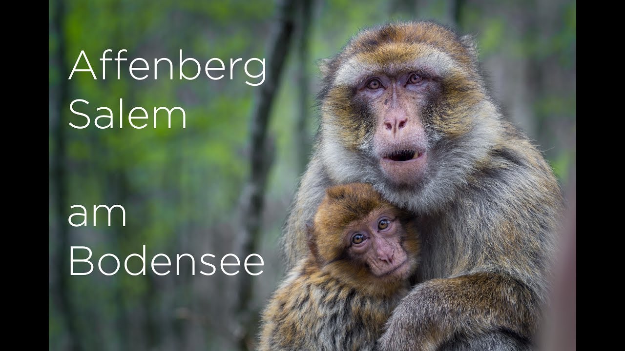 Affenberg Salem am Bodensee - YouTube