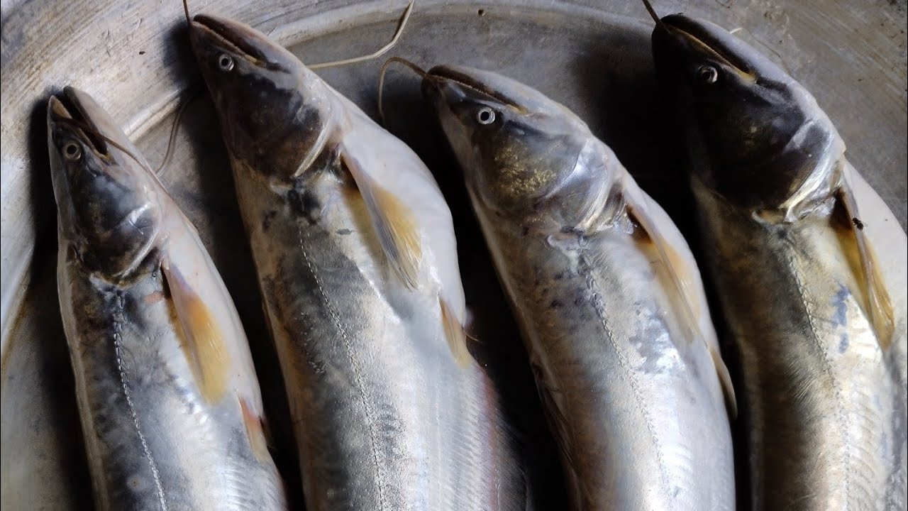 Giant Amazing Wallago Attu Catfish Cutting Skills By An Experts Fish ...