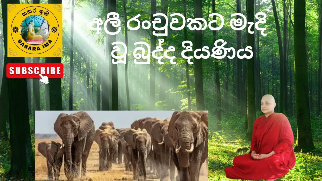 අලී රංචුවකට මදි වූ බුද්ද දියණිය Youtube