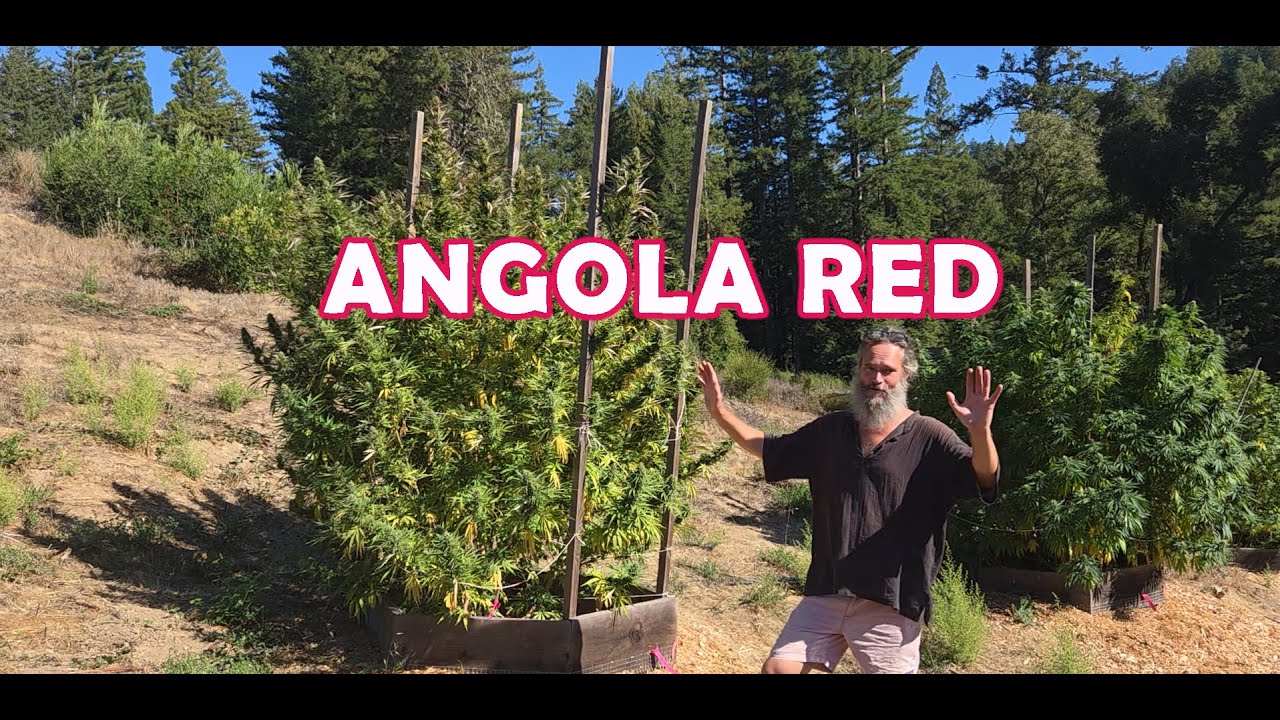 ANGOLA RED - YouTube