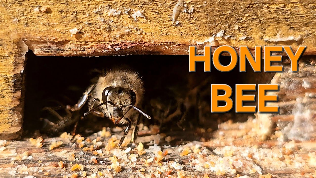 Honey Bee Working Behaviour | Honey Bee | Mountain Honey Bee - YouTube
