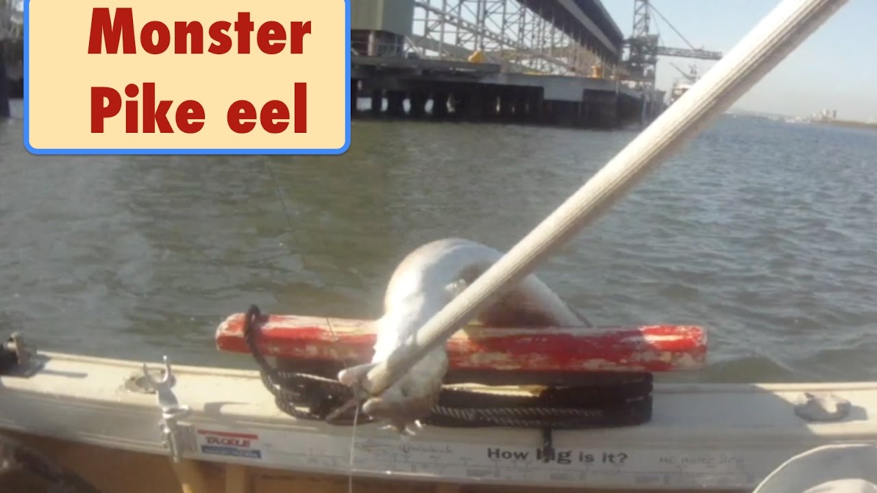 Monster Pike Eel at Mouth of Brisbane. - YouTube