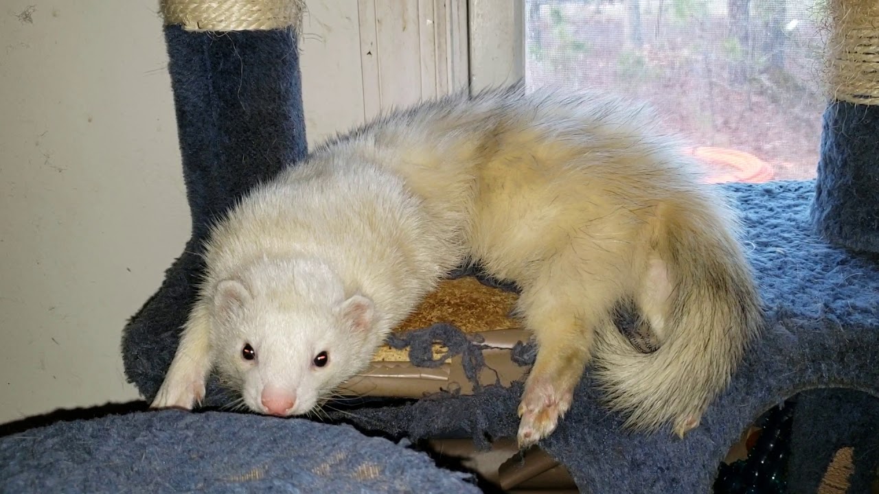 Ferret Stretches - YouTube