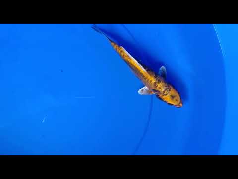 Ikan Koi Kiko Size 22 cm Harga 300 rb - YouTube
