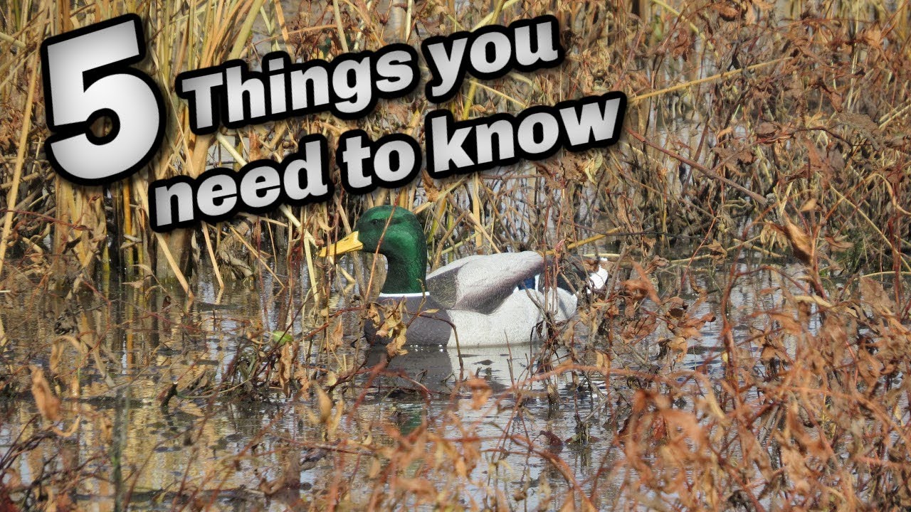 Duck Hunting- 5 Things every duck hunter needs to know - YouTube