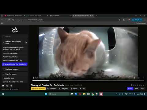 Meow.camera - YouTube