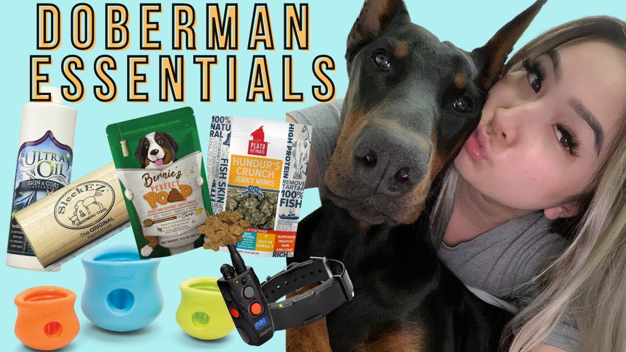 MUST HAVE DOBERMAN SUPPLIES - YouTube