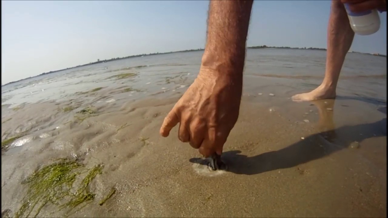 Watch A Man Catch A Razor Clam With Just Salt || Amazing !! - YouTube