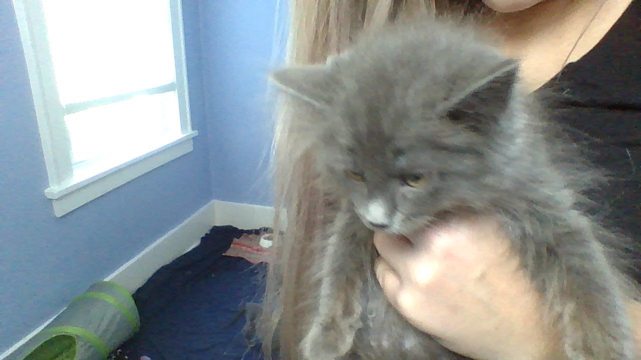 kitten cam 22 - YouTube
