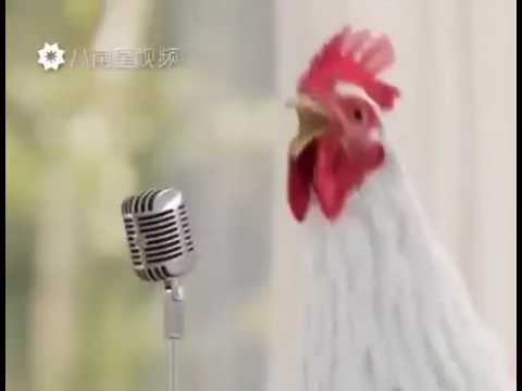 Bu il xoruz bele banladi