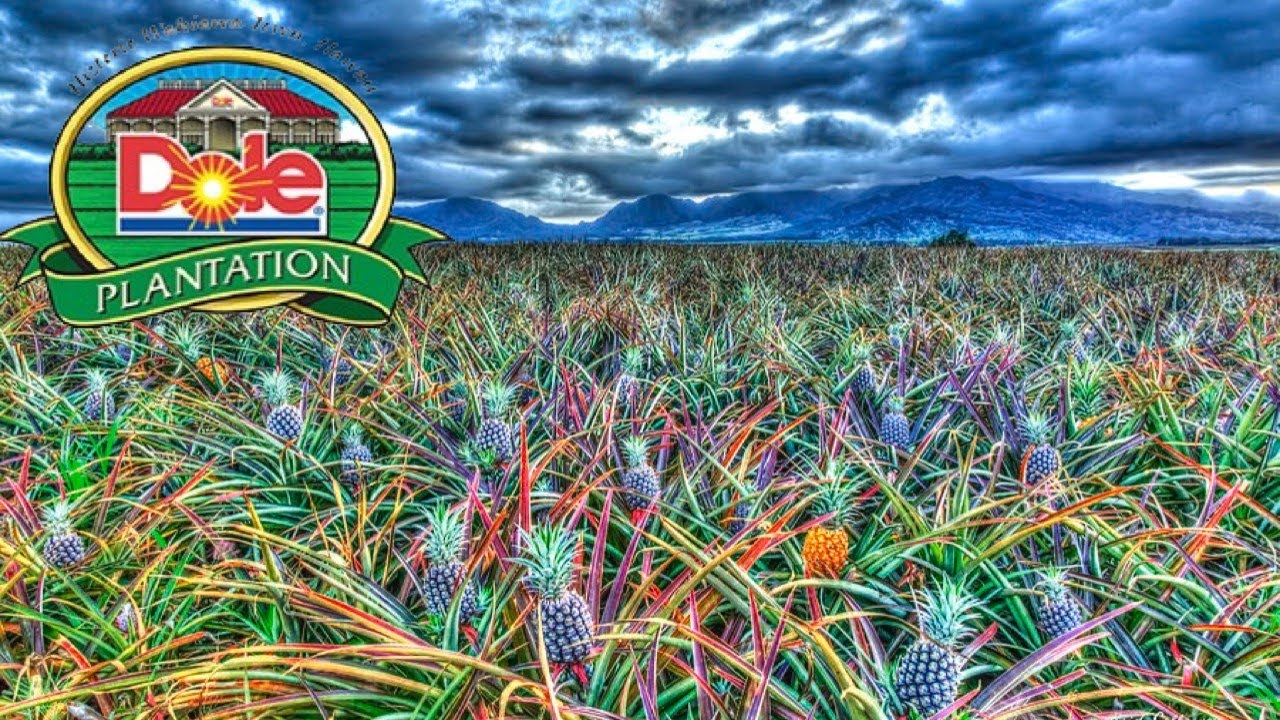 [4k] Dole Plantation Pineapple Express Train Tour - YouTube