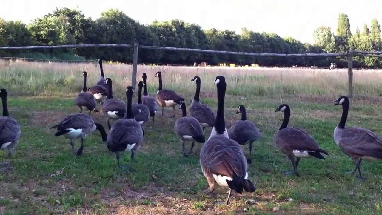 Feeding the Canada Geese Leader - YouTube