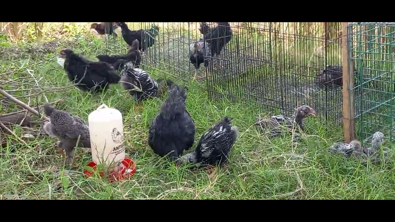 Ayam Australorp,silver penciled rock,silver leced wyandote dan black ...