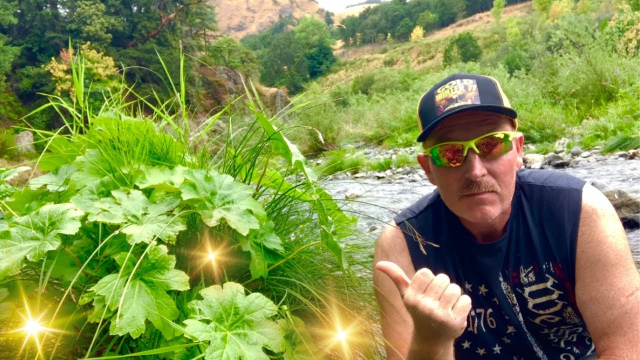 Natures Gold Map: This Secret Plant guided 49ers to GOLD! - YouTube