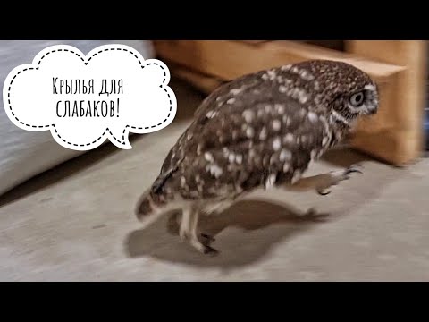 Сыч Лучик: ура, совам вкусное привезли! Бежим!