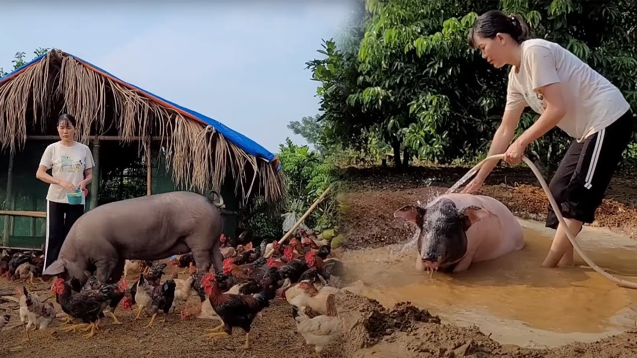 Take care of pigs and chickens properly, dig a water hole to help pigs ...