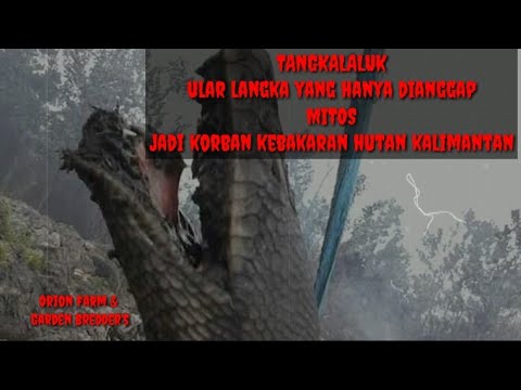 "TANGKALALUK" ular mitos/Mistis/Langka pedalaman kalimantan akhirnya jd ...