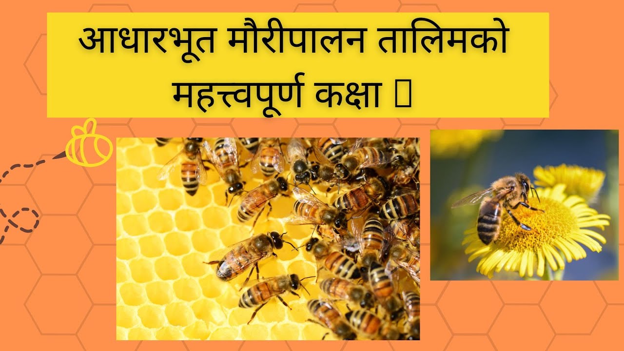 आधारभूत माैरीपालन तालिमको महत्त्वपूर्ण कक्षा 🐝 | basic level beekeeping training - YouTube