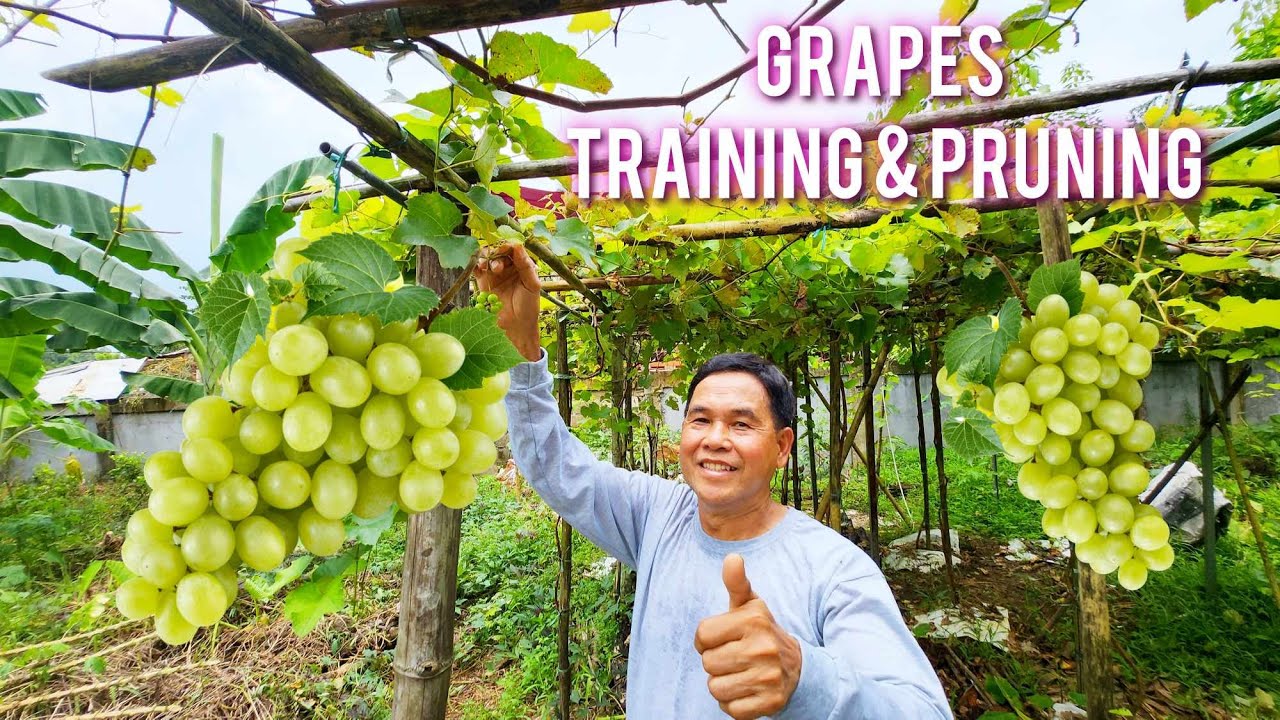 Grapes Training and Pruning | Agri Guy - YouTube