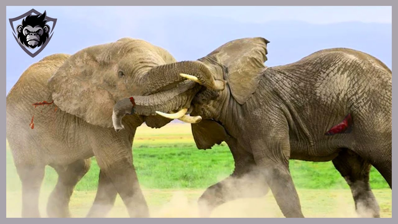 10 Incredible Moments! When Animals Become Warriors Fighting Until ...