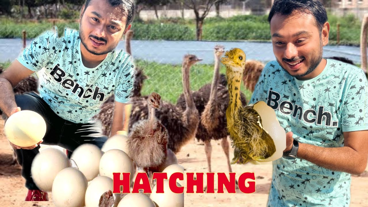 OSTRICH K EGG HATCHING START 😍 SHUTARMURGH KA CHUUZA - YouTube
