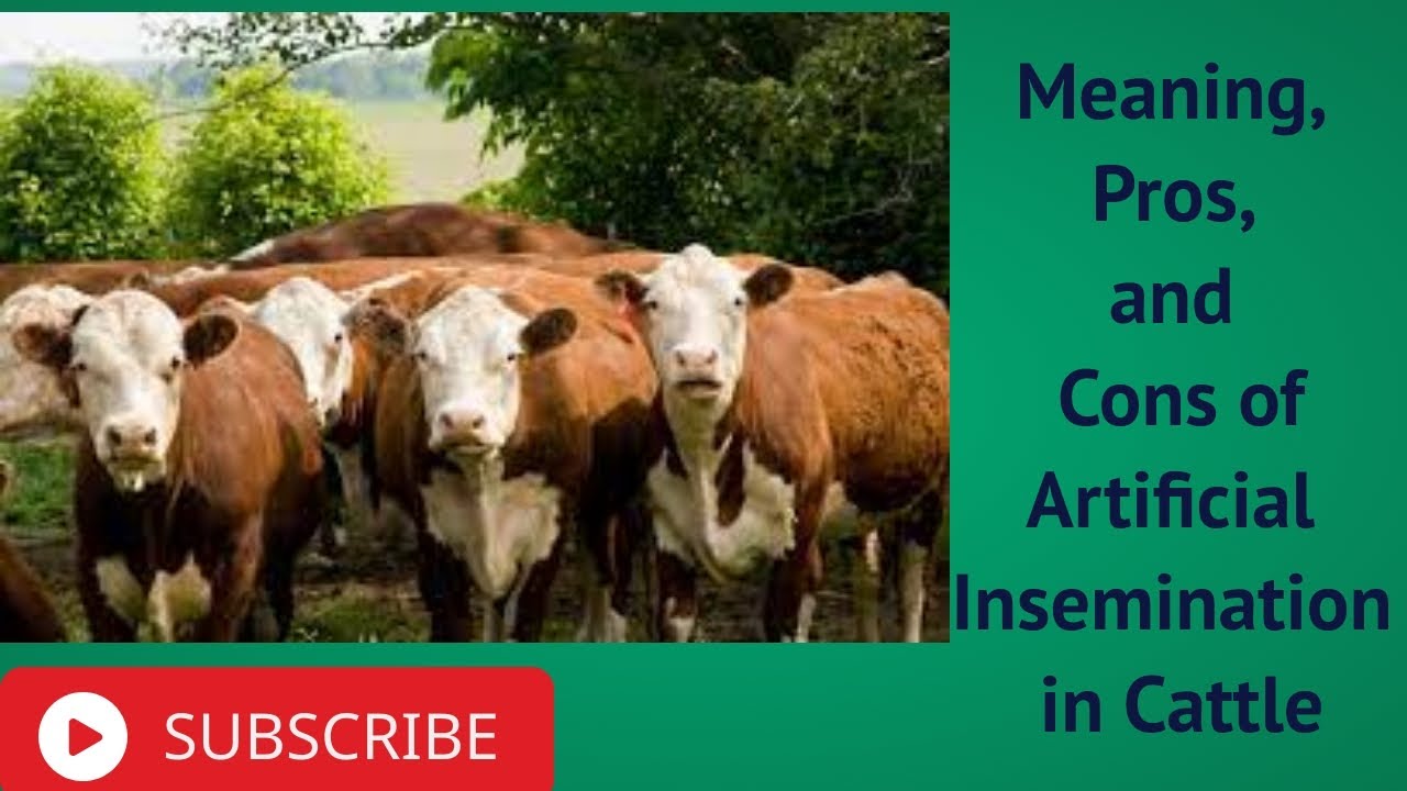 Meaning, Pros, and Cons of Artificial Insemination in Cattle - YouTube
