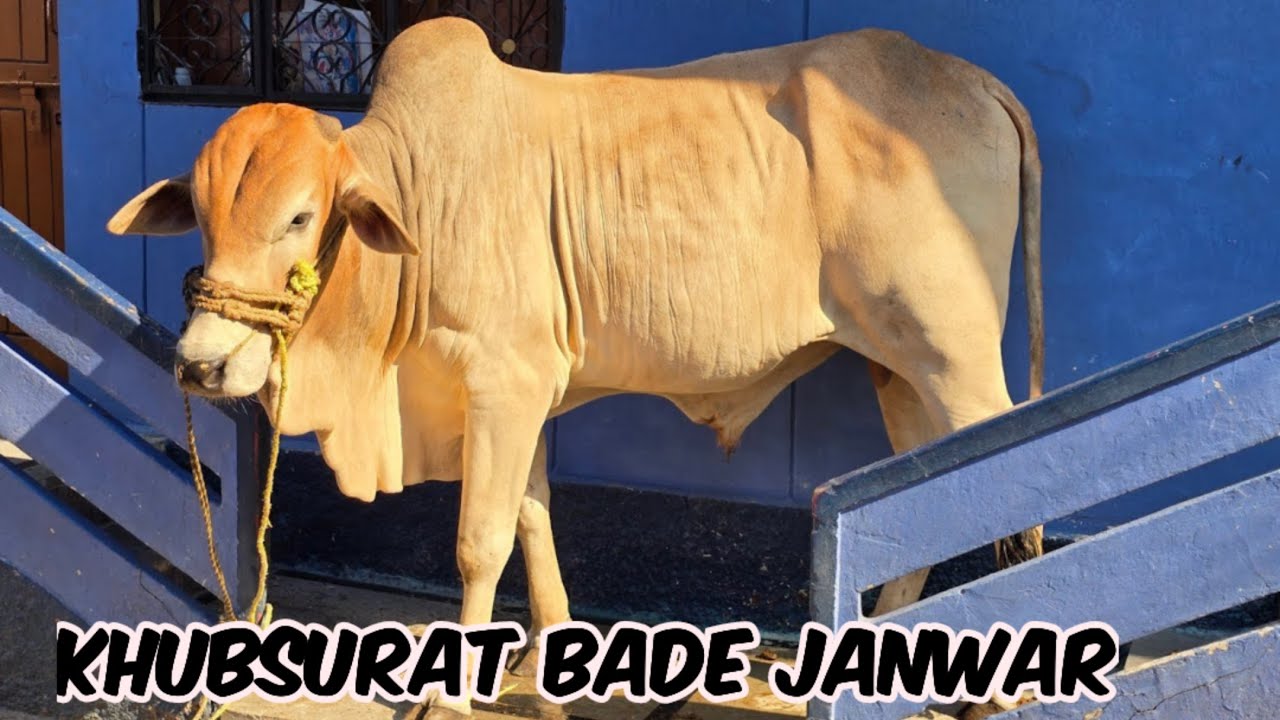 khubsurat bade janwar available in Hyderabad bagh e jahara | pure ...