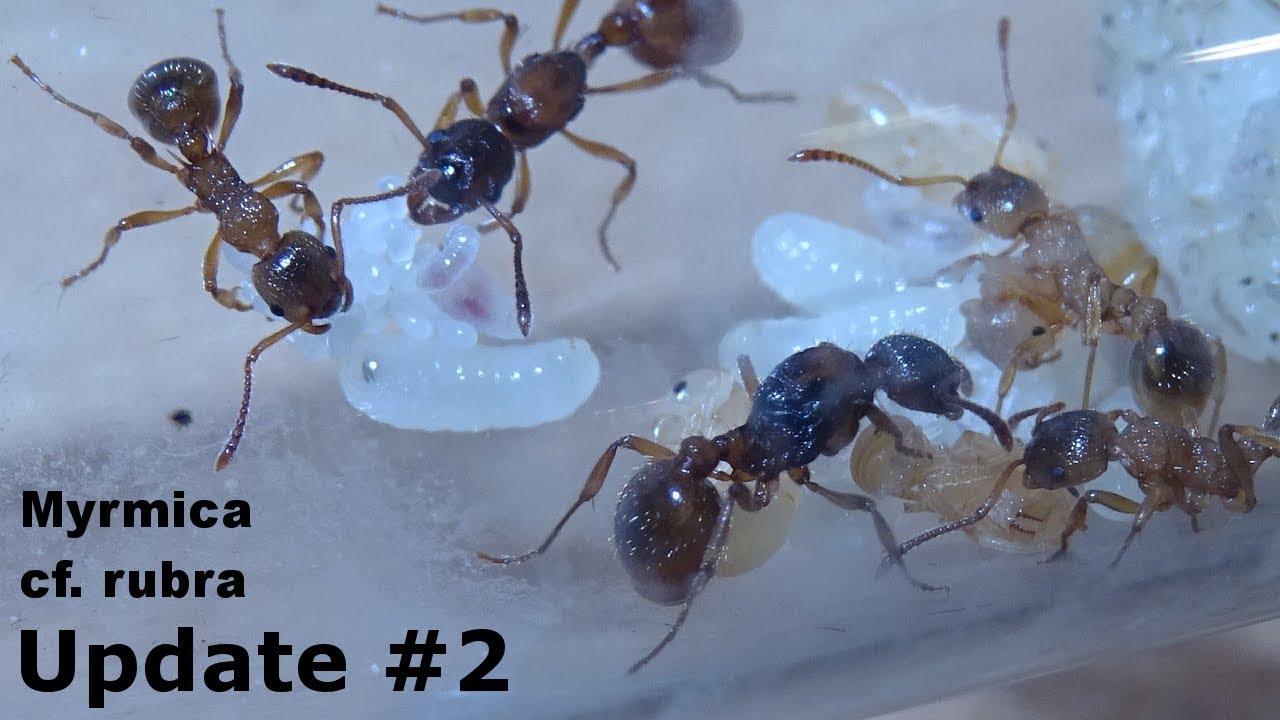 Nicht mehr polygyn :( - Myrmica cf. rubra #2 - YouTube
