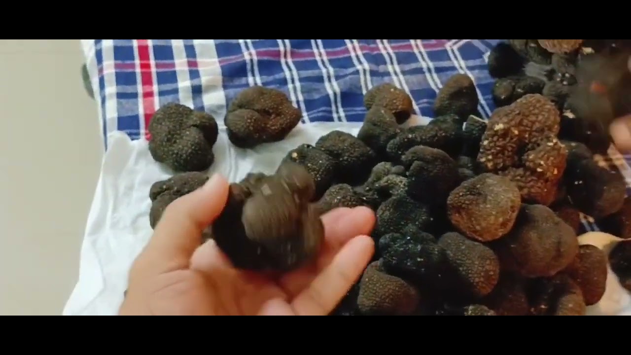 Black is Back Summer Truffles a perfect shape and size - YouTube