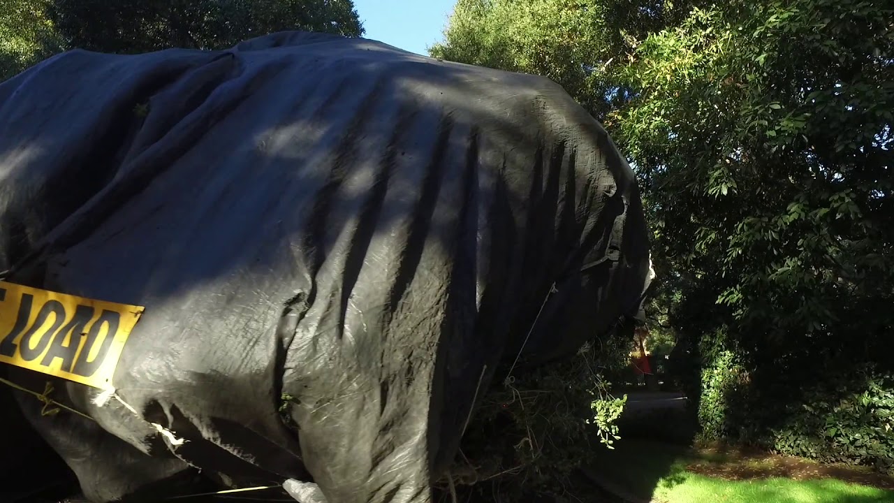 132" box Quercus agrifolia in South Pasadena Tree Relocation - YouTube