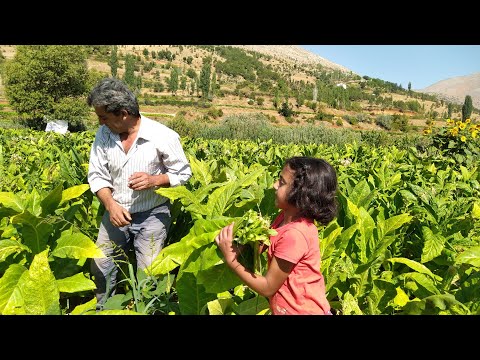 Adıyamanda Tütün Toplama | Köy Kahvaltısı